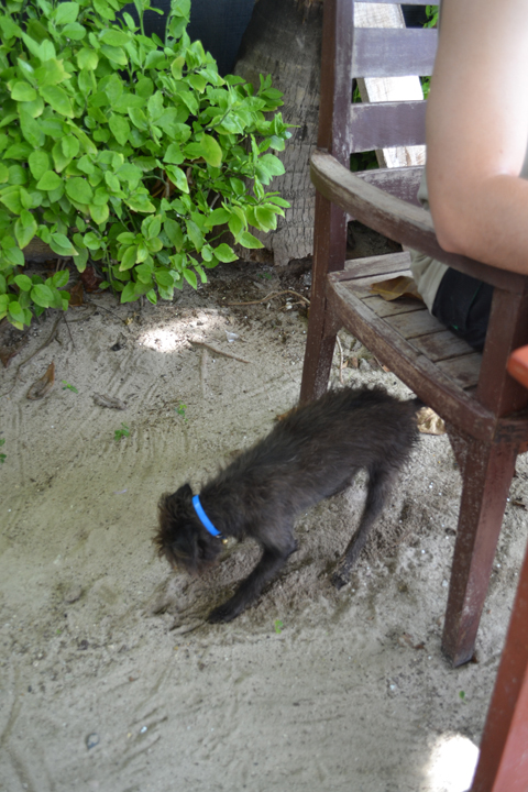 Scuba Diving in the Phi Phi Islands: Koh Bida Nak and Maya North ...